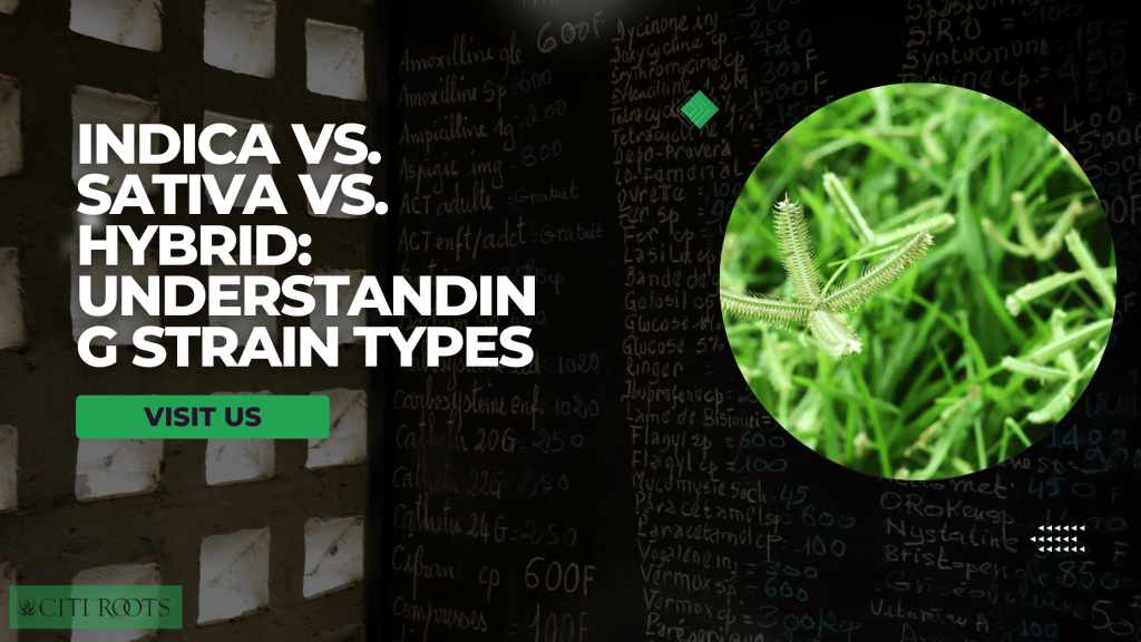 Indica vs Sativa vs Hybrid: Key Differences Explained 2025